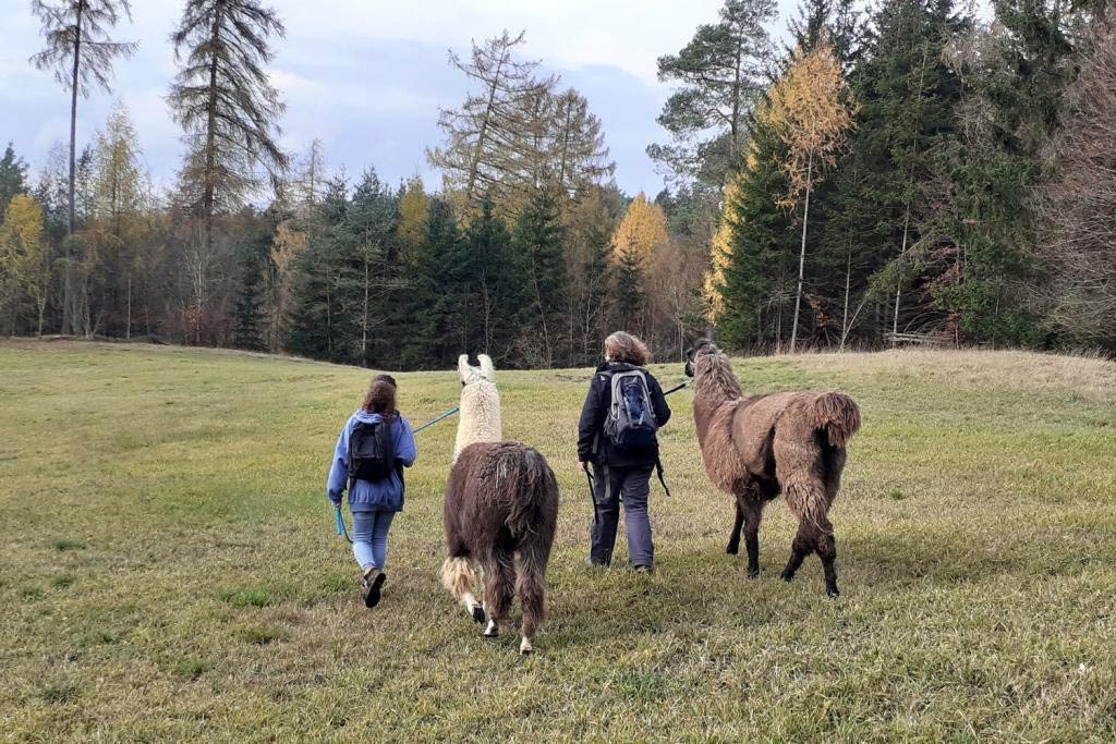 Lama-Trekking in der Eifel mit dem Lama Luca - eifelnomaden